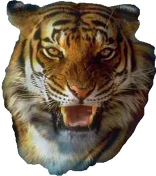 Tiger GmbH - Investment powder